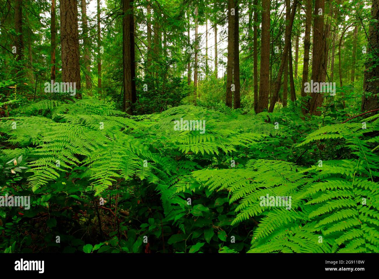a exterior picture of an Pacific Northwest forest Stock Photo - Alamy