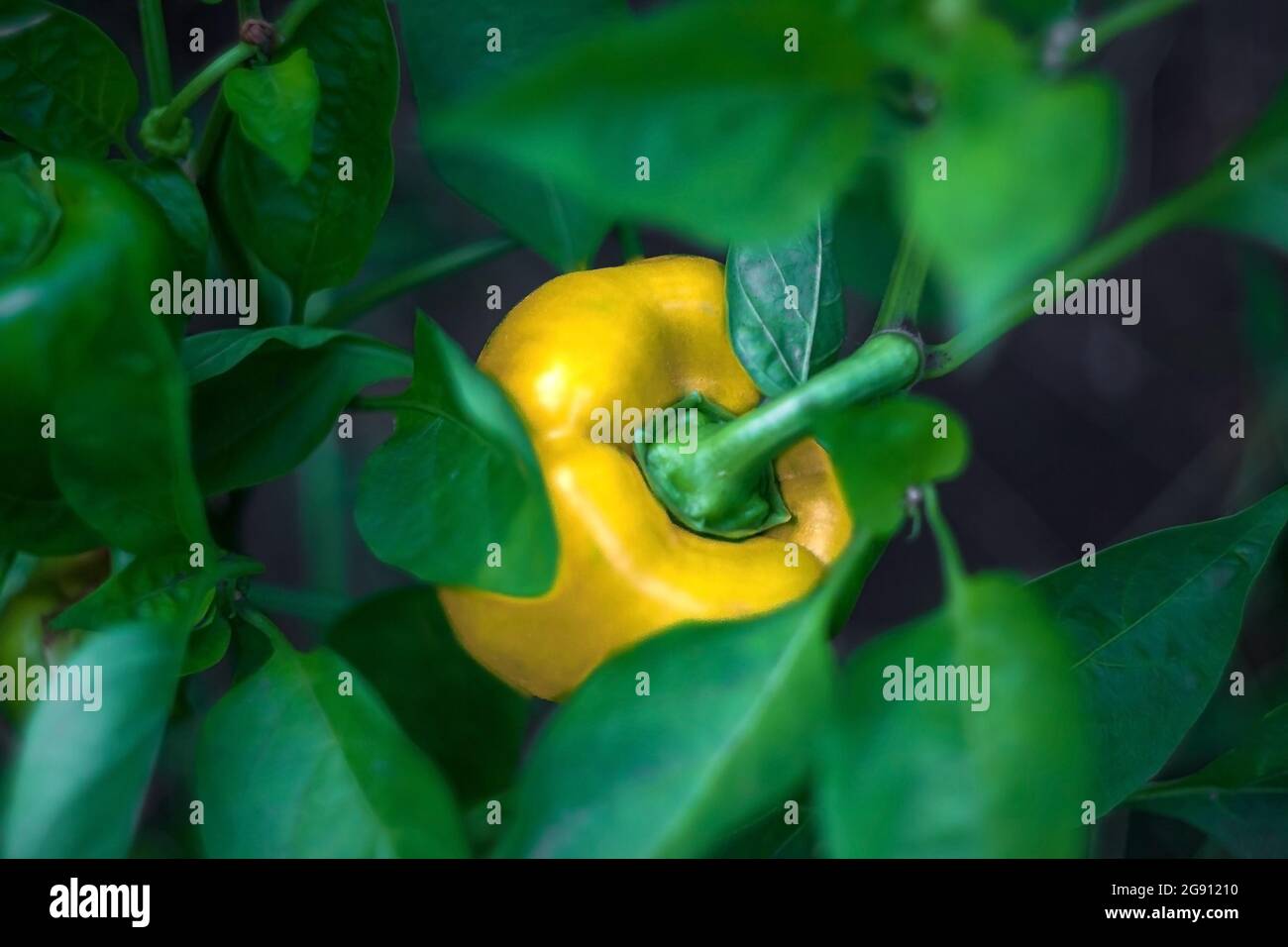 Yellow and orange bell pepper plant in a vegetable garden, ready to ...