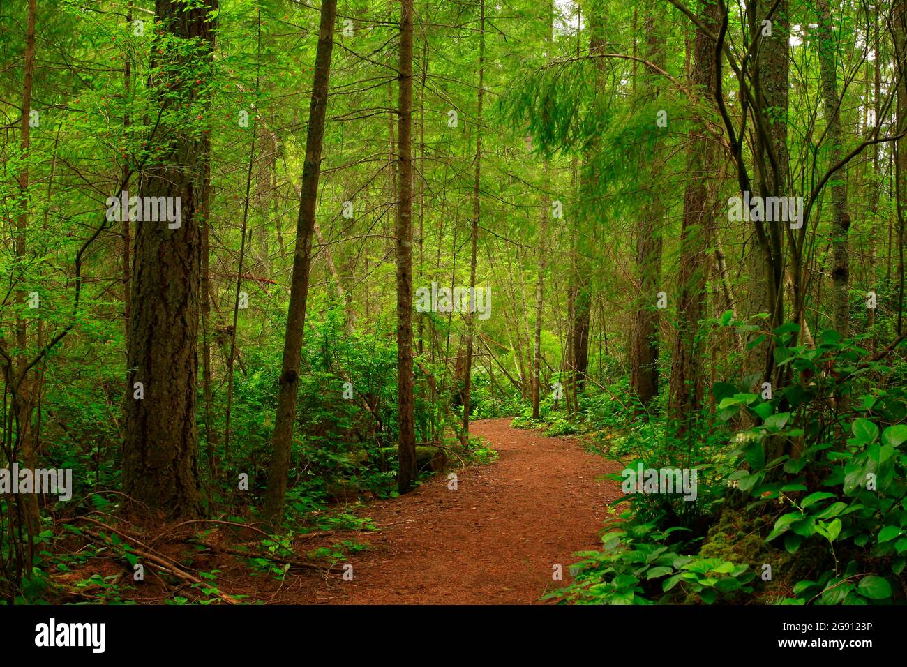 a exterior picture of an Pacific Northwest forest Stock Photo - Alamy