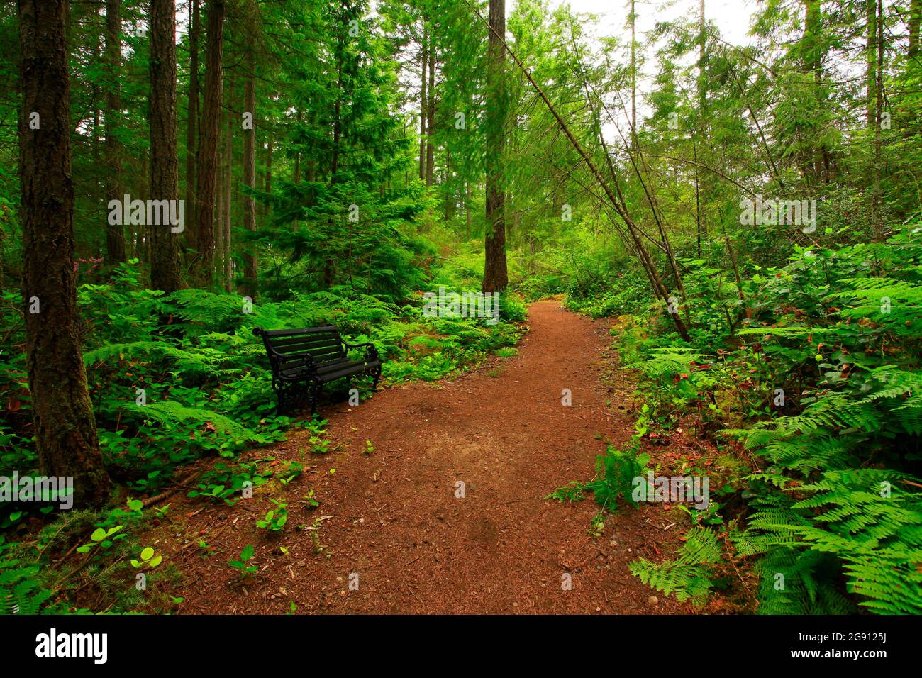 a exterior picture of an Pacific Northwest forest Stock Photo - Alamy