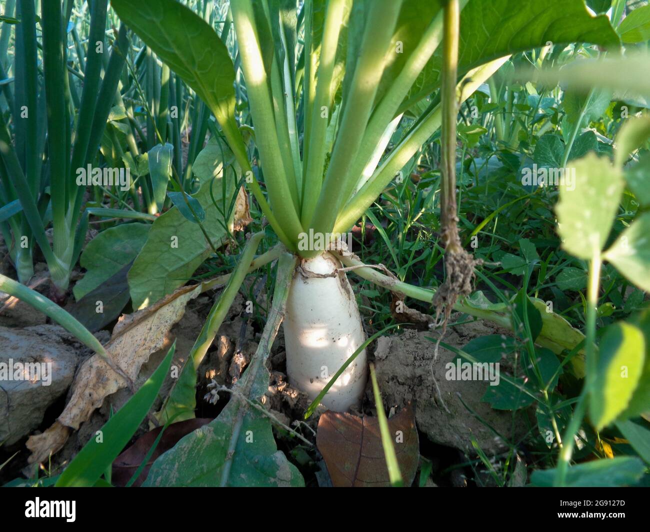 Value cultivation in village land. Closeup image of radish stem. Green ...