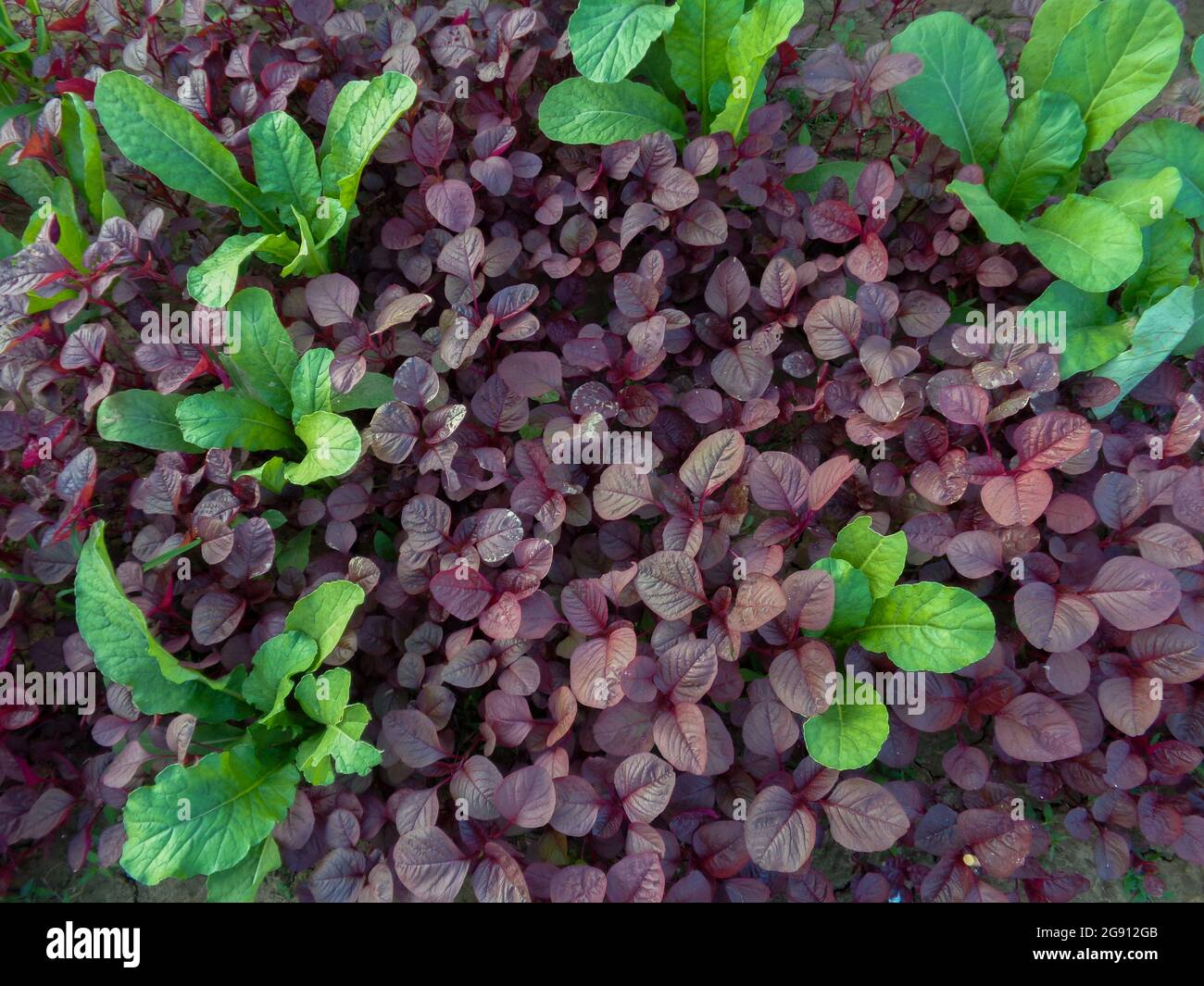 Picture of red spinach leaves. Image of red and green vegetables in a ...