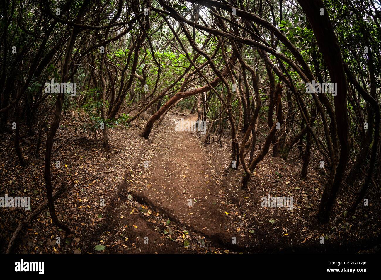 Anaga rural park (Tenerife island Stock Photo - Alamy