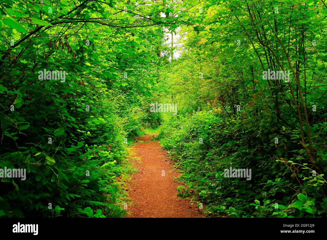 a exterior picture of an Pacific Northwest forest Stock Photo - Alamy