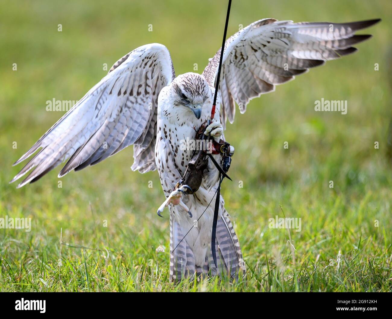 Game fair ragley hall hi-res stock photography and images - Alamy