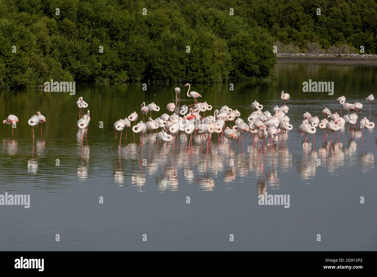 Greater Flamingos (Phoenicopterus roseus) at the Ras Al Khor wetlands ...