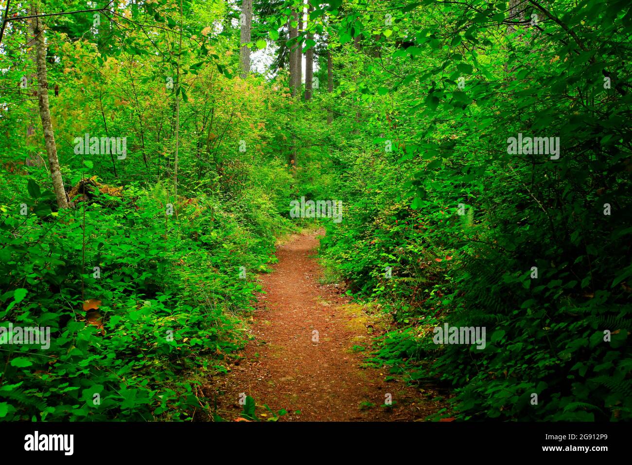 a exterior picture of an Pacific Northwest forest Stock Photo - Alamy