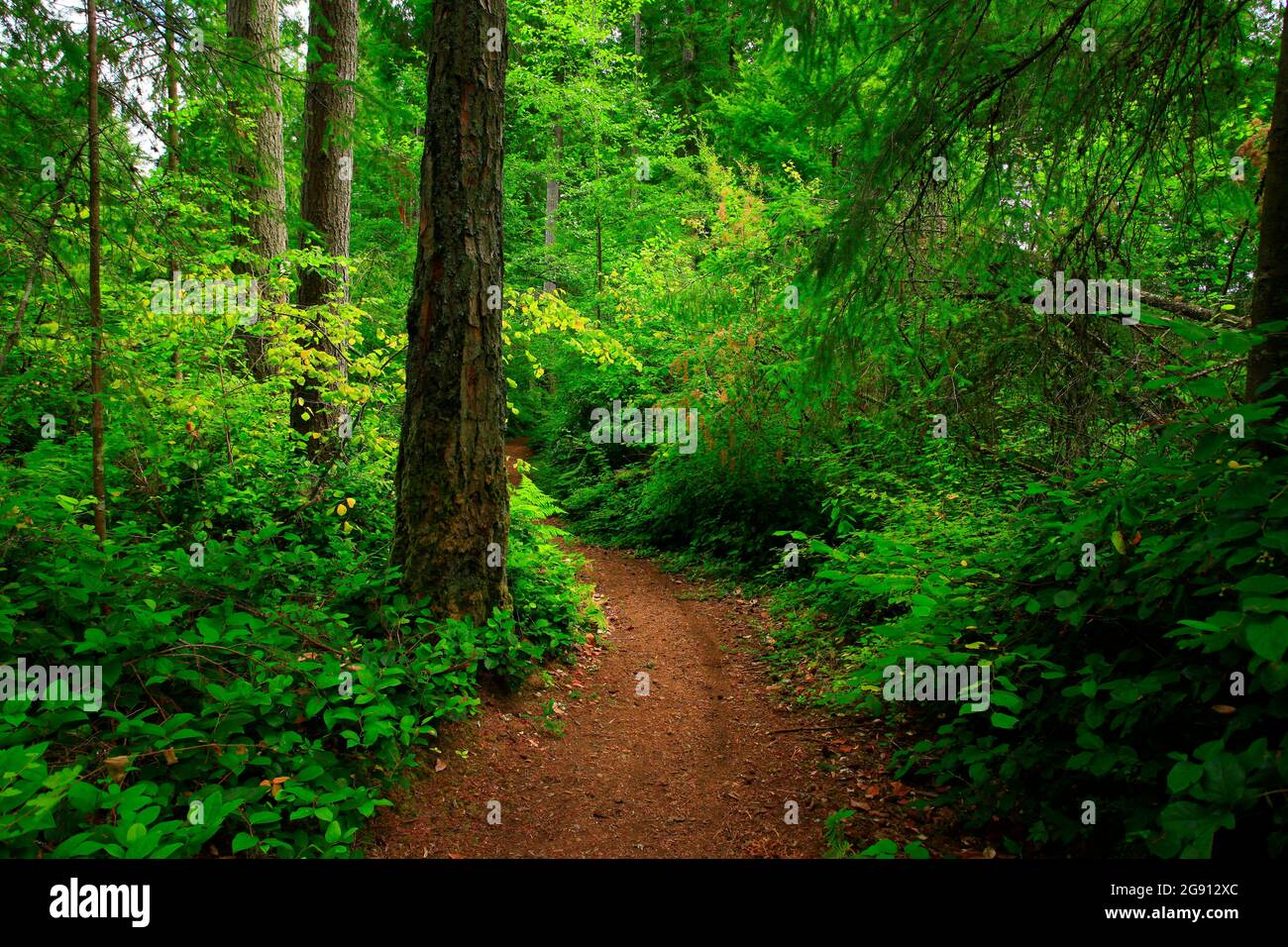 a exterior picture of an Pacific Northwest forest Stock Photo - Alamy