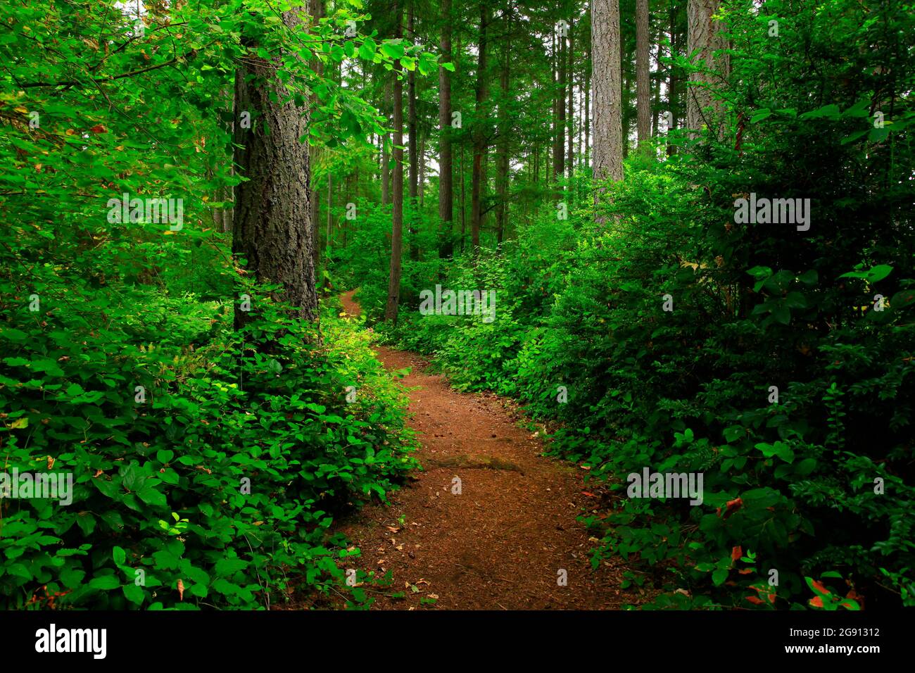a exterior picture of an Pacific Northwest forest Stock Photo - Alamy