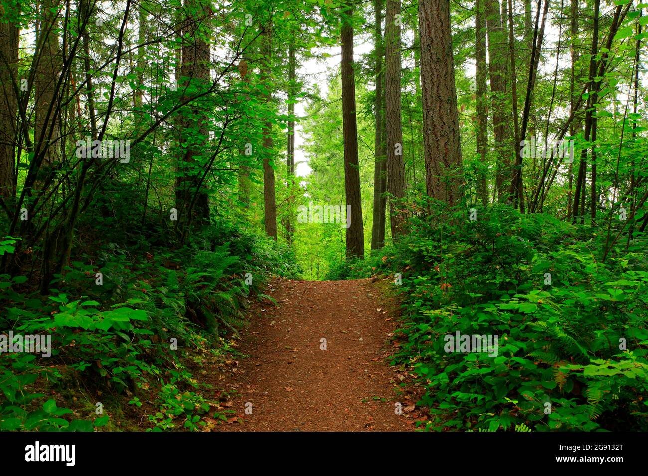 a exterior picture of an Pacific Northwest forest Stock Photo - Alamy