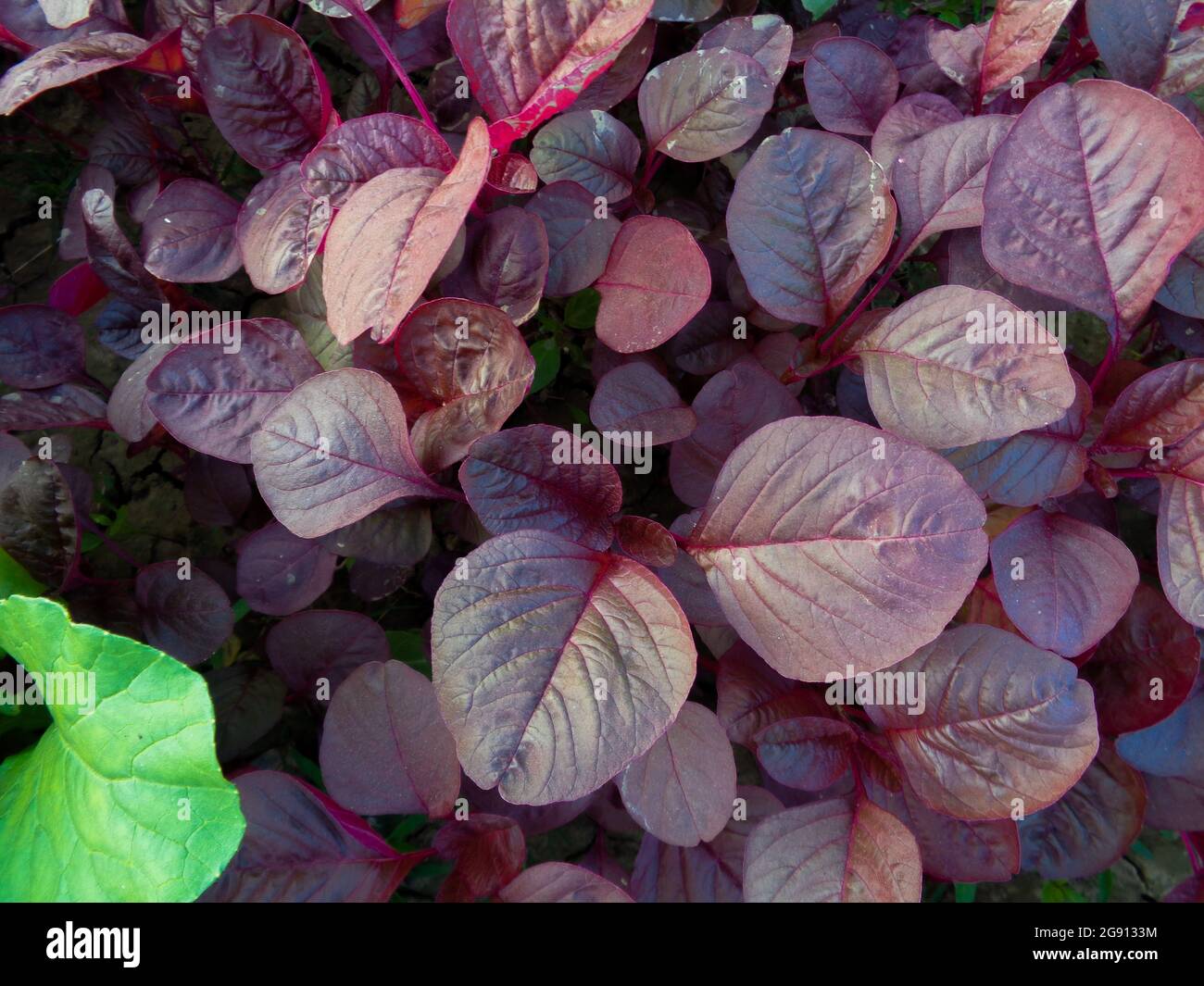 Picture of red spinach leaves. Image of red vegetables in a huge ...