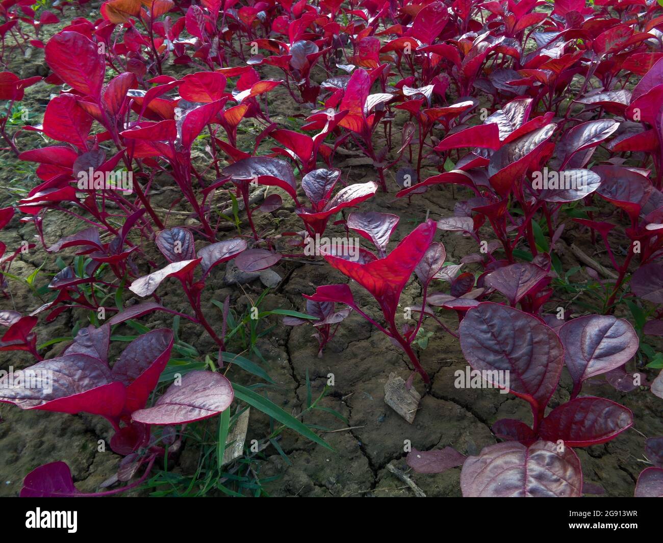 Picture of red spinach leaves. Image of red vegetables in a huge ...