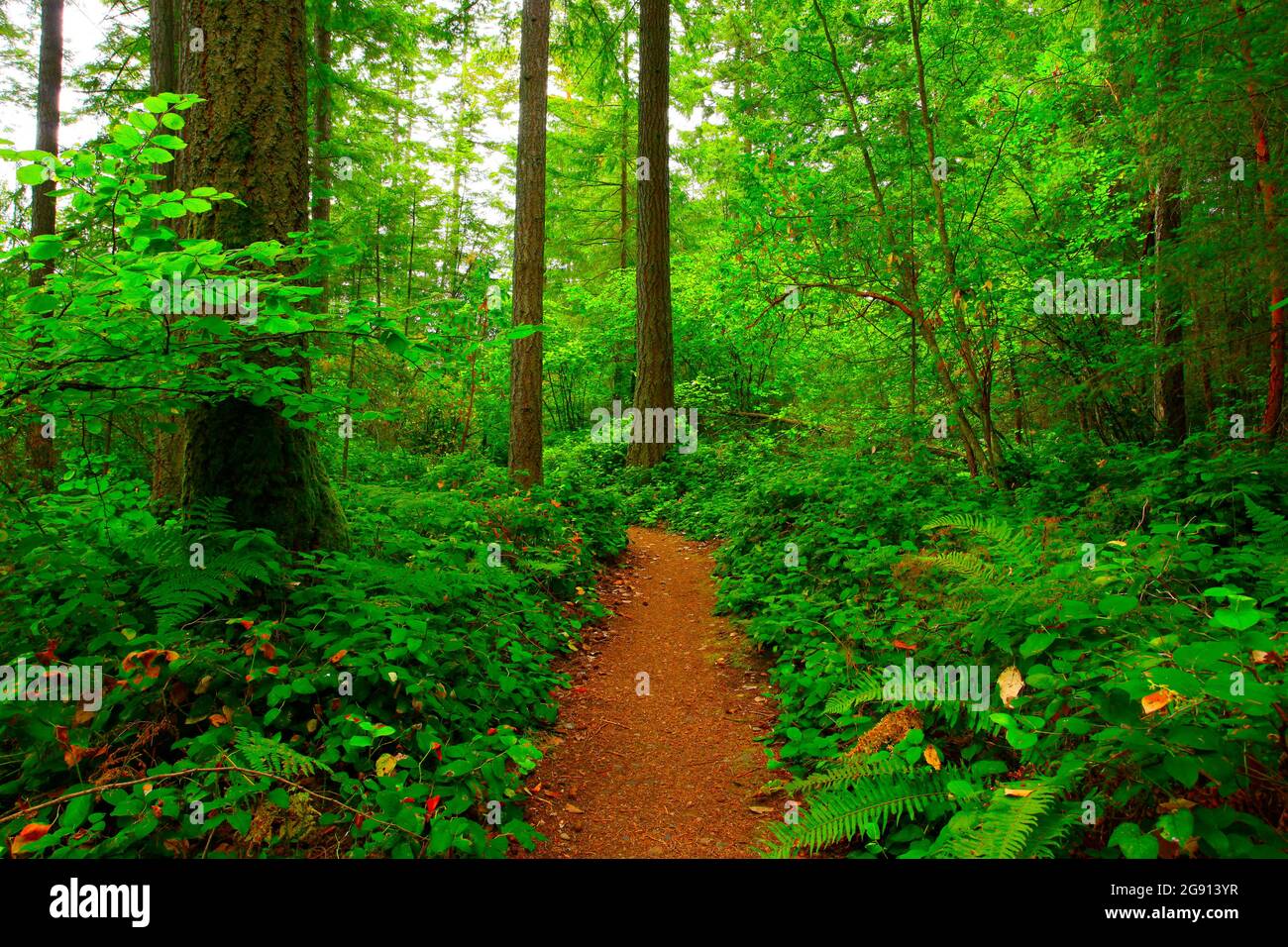a exterior picture of an Pacific Northwest forest Stock Photo - Alamy