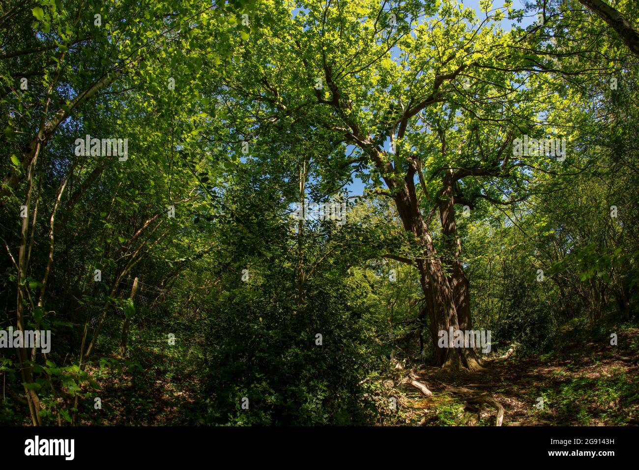 Sunny woodland treescape beckoning health, wellness and the environment ...