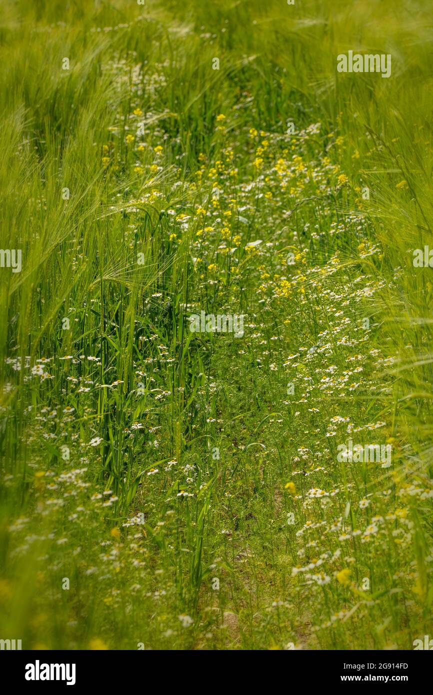 Close-up waving Barley (Hordeum vulgare) crop with common daisy (Bellis ...