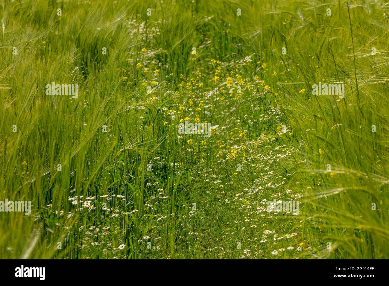 Close-up waving Barley (Hordeum vulgare) crop with common daisy (Bellis ...