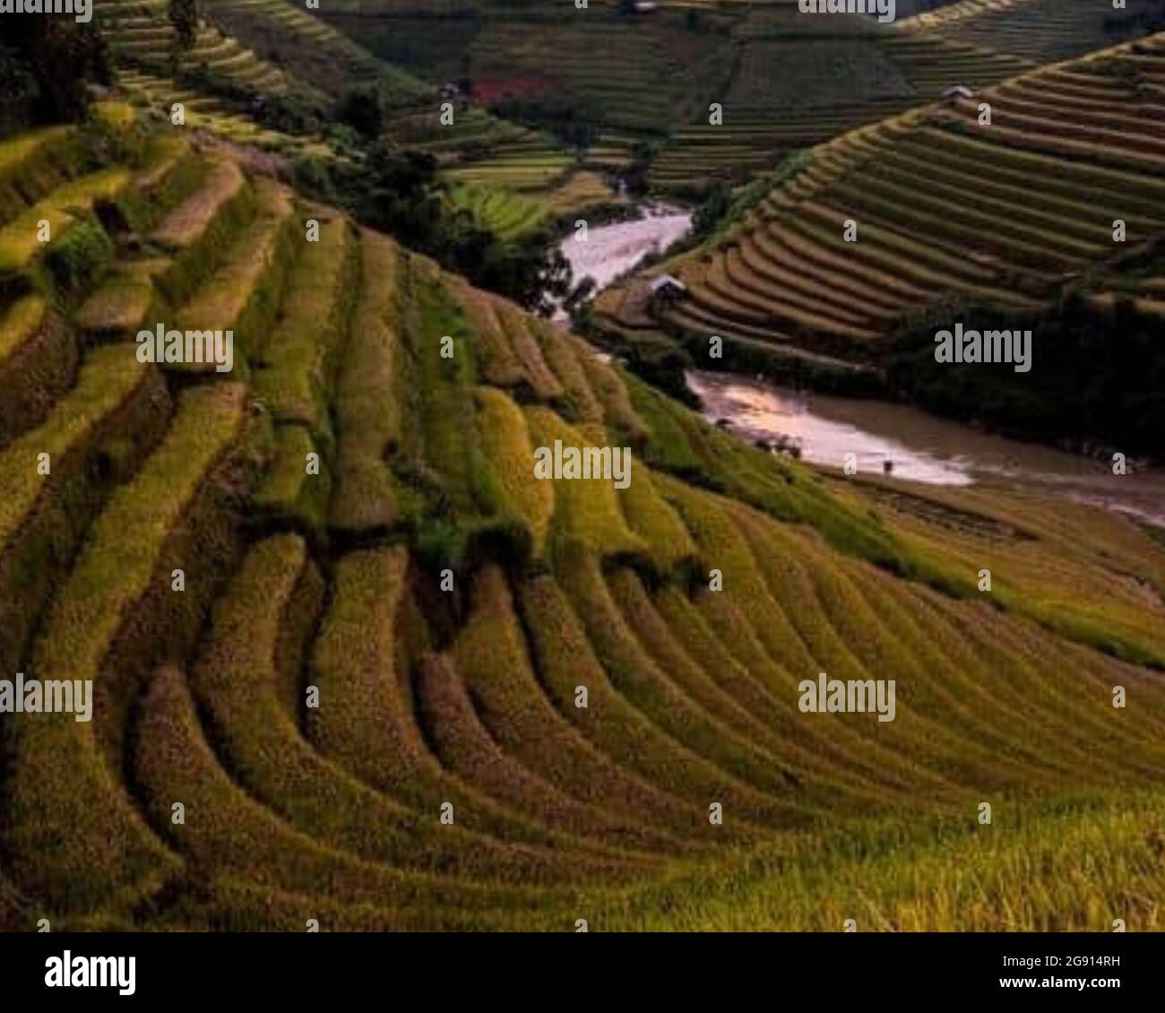 terraced rice field Stock Photo - Alamy