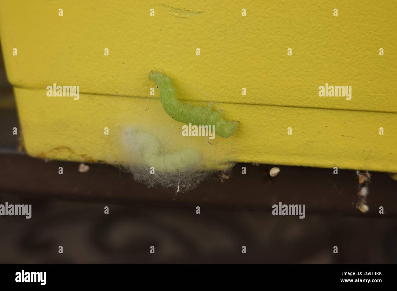 Mature larva cabbage looper hi-res stock photography and images - Alamy