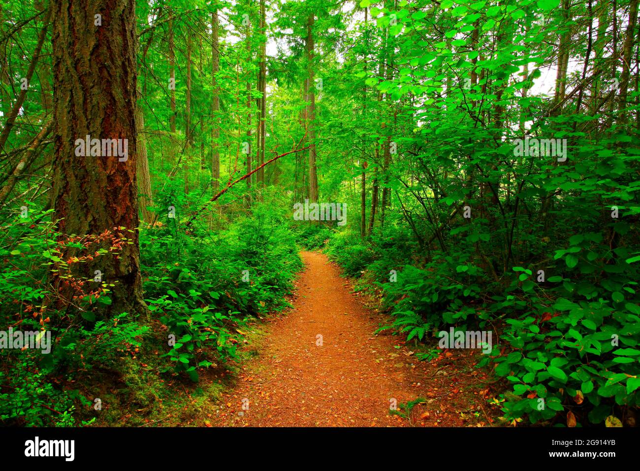 a exterior picture of an Pacific Northwest forest Stock Photo - Alamy