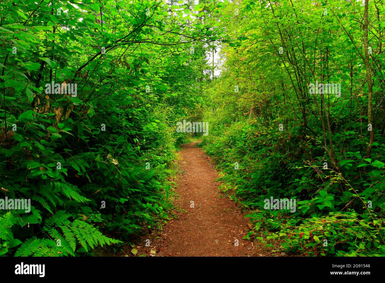 a exterior picture of an Pacific Northwest forest Stock Photo - Alamy
