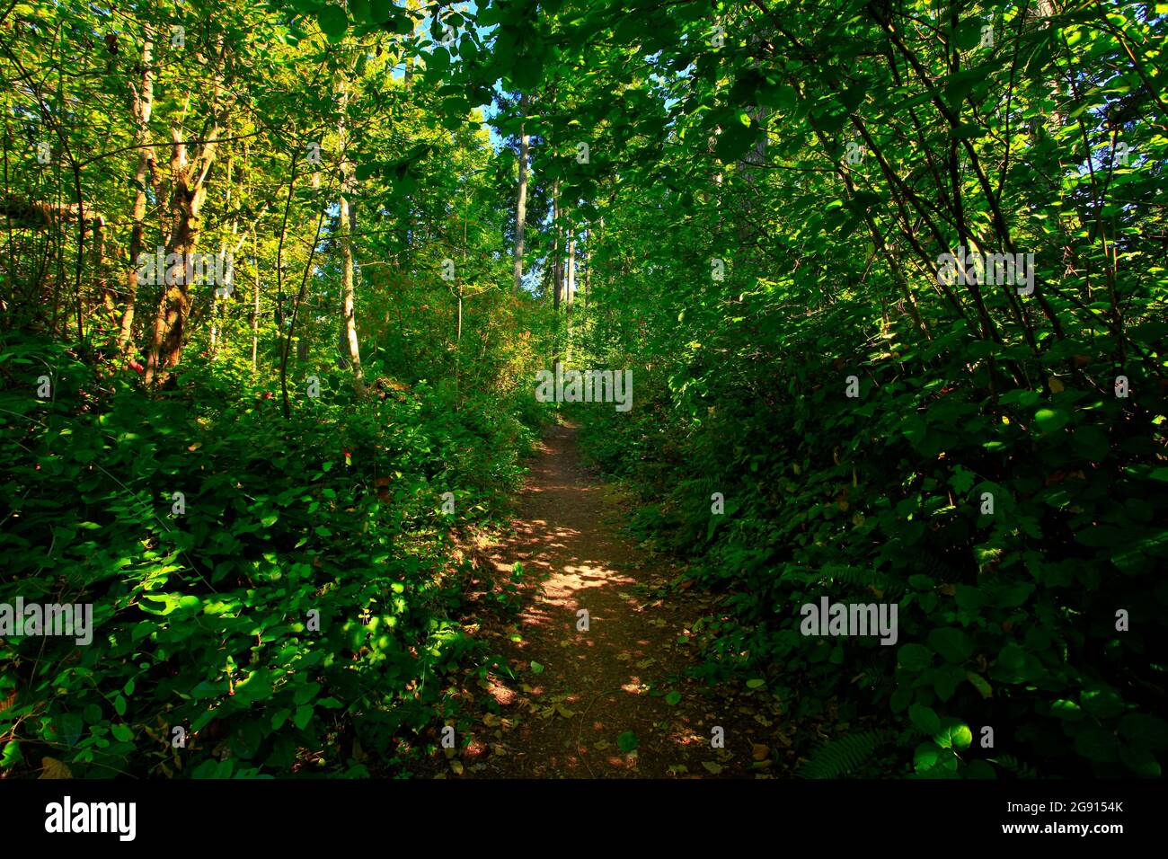 a exterior picture of an Pacific Northwest forest Stock Photo - Alamy