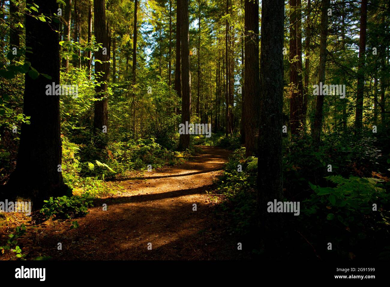 a exterior picture of an Pacific Northwest forest Stock Photo - Alamy