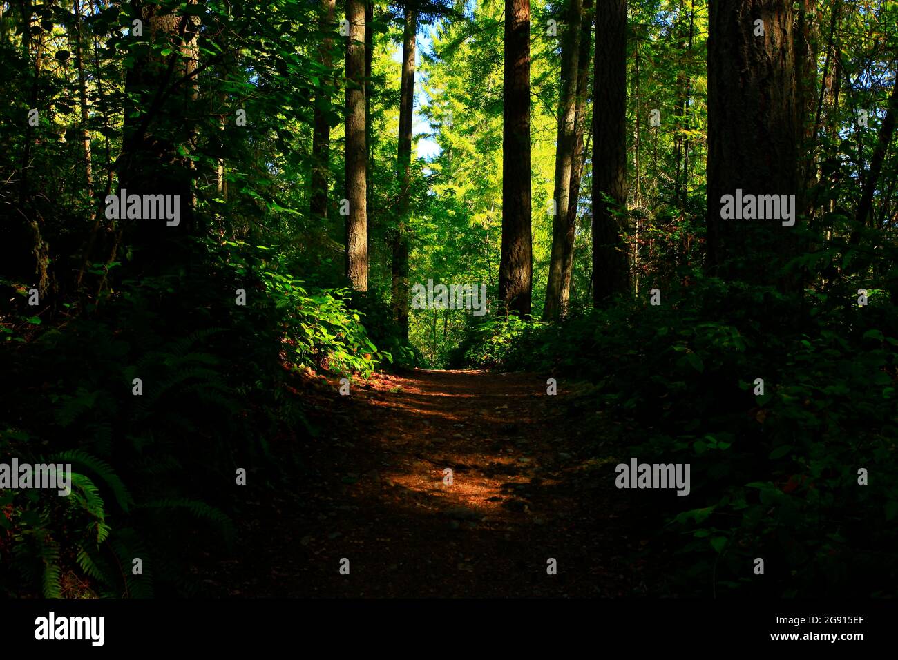 a exterior picture of an Pacific Northwest forest Stock Photo - Alamy