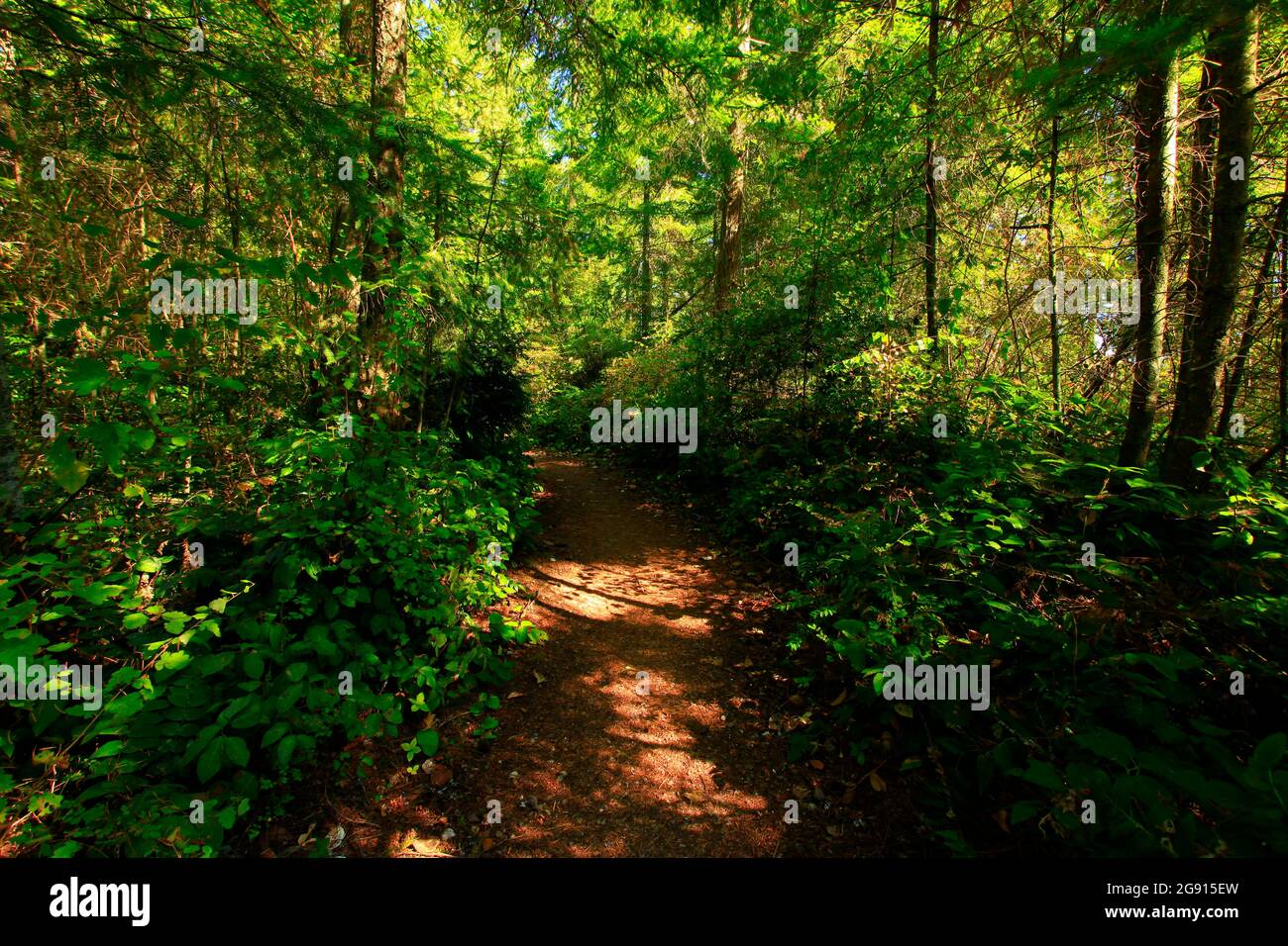 a exterior picture of an Pacific Northwest forest Stock Photo - Alamy