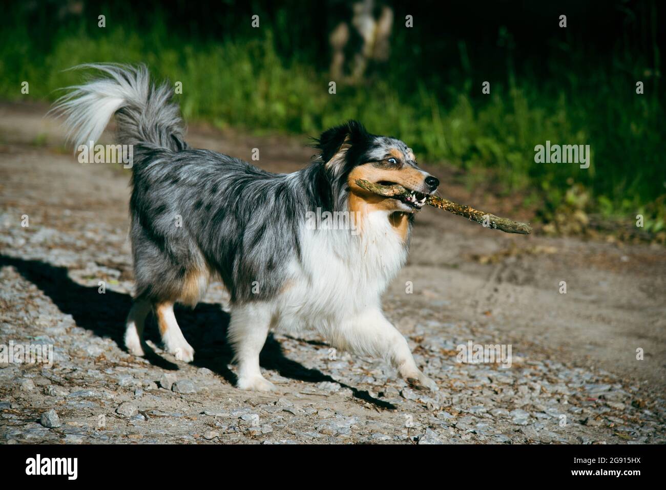 Cute Marble Dog Shetland Shepherd on Green Grass Stock Photo - Alamy