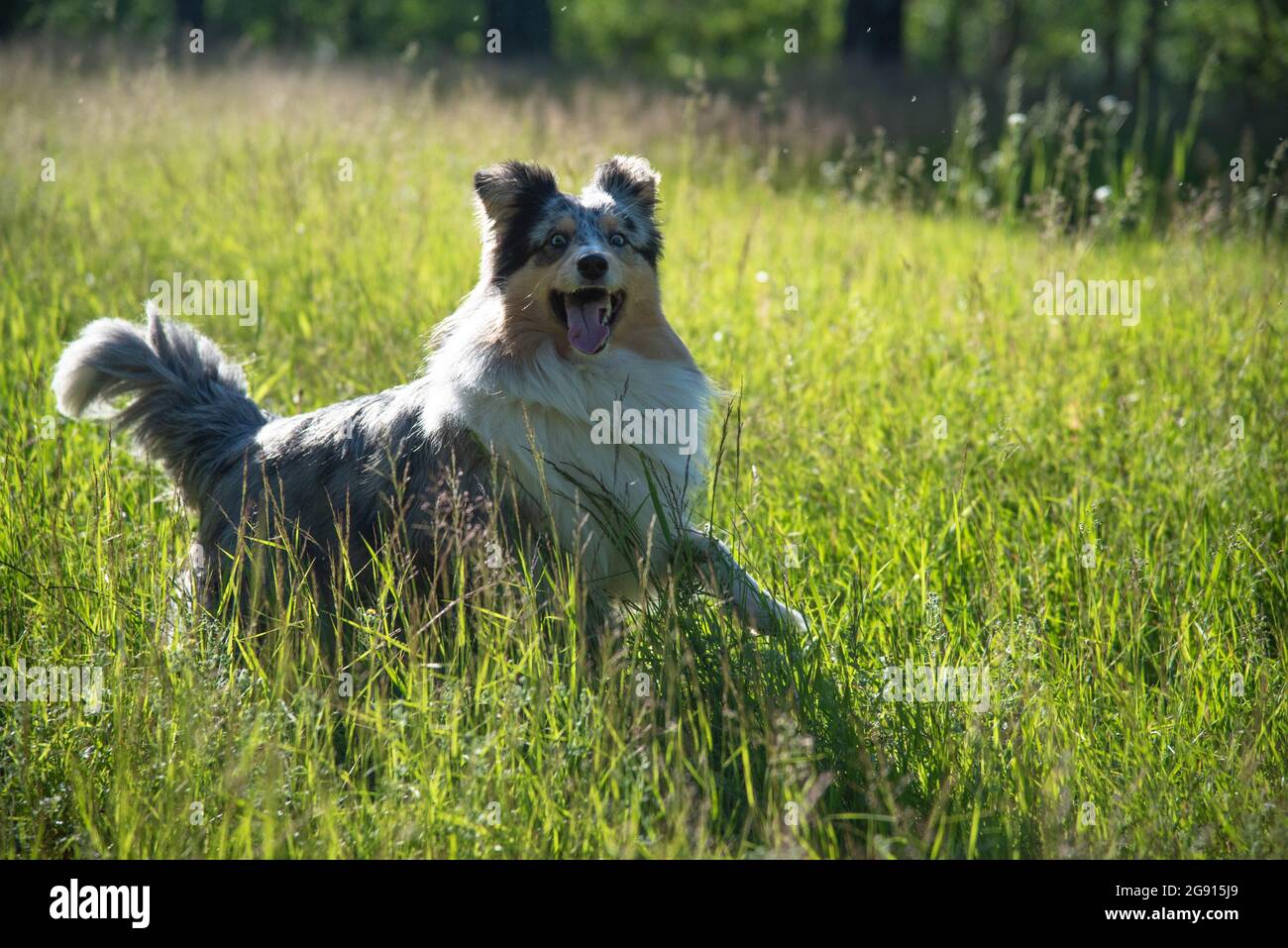 Marble collie hi-res stock photography and images - Alamy