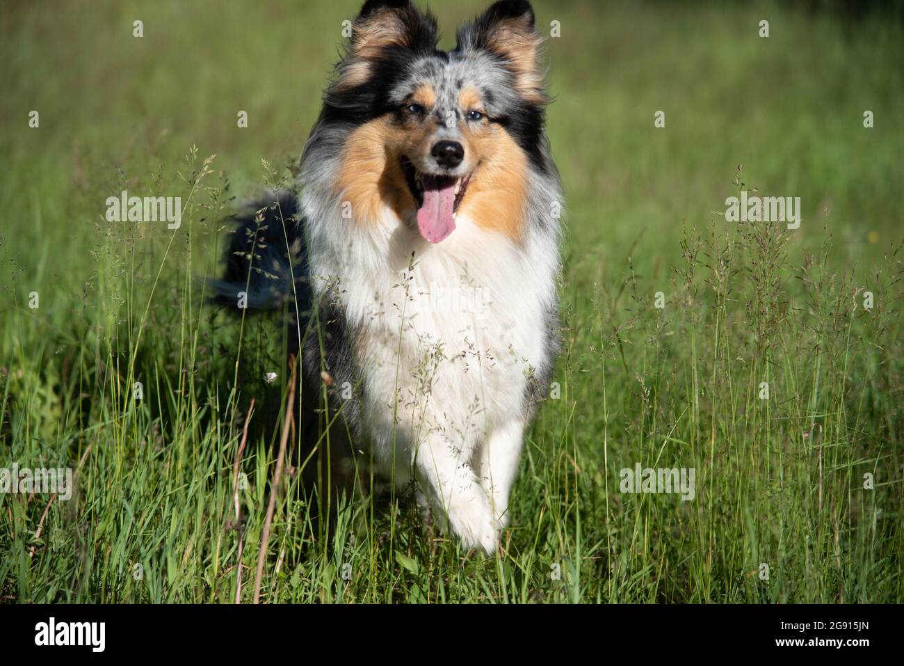 Cute Marble Dog Shetland Shepherd on Green Grass Stock Photo - Alamy