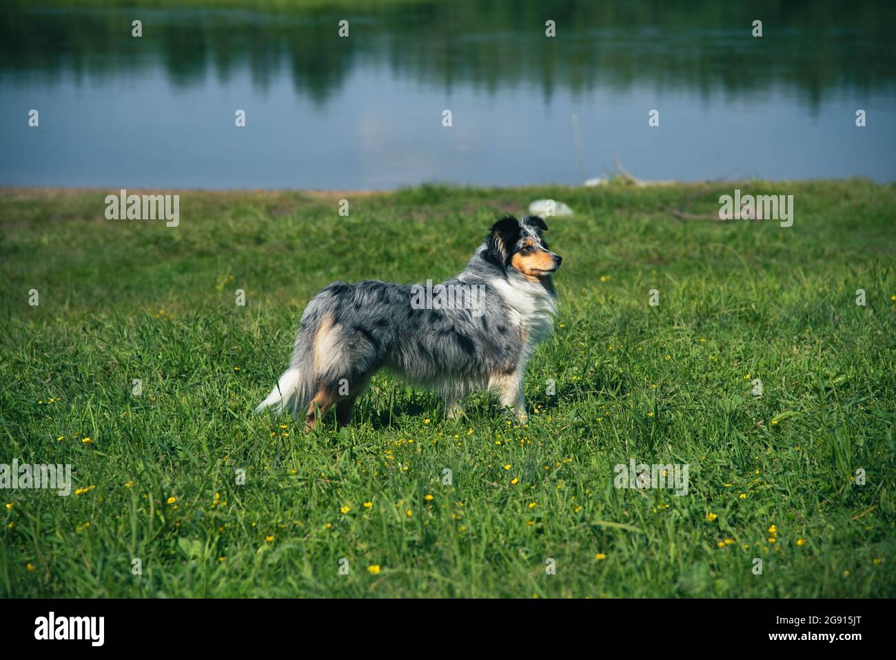 Cute Marble Dog Shetland Shepherd on Green Grass Stock Photo - Alamy