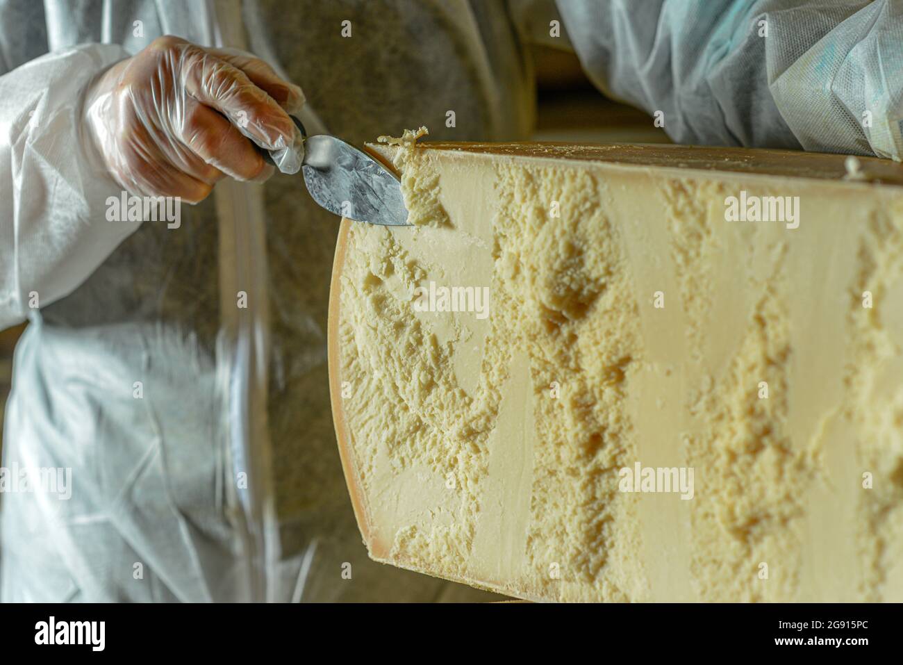Cheese dairy master cutting a parmesan cheese wheel at the dairy Stock ...