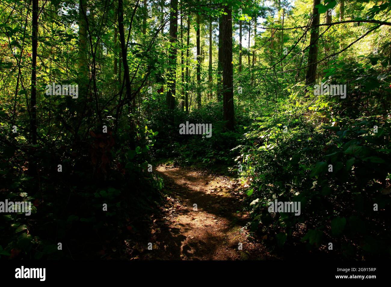 a exterior picture of an Pacific Northwest forest Stock Photo - Alamy