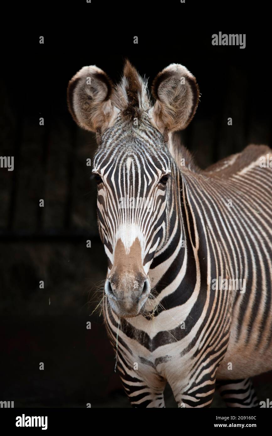 Close-up Grevy's zebra looking into the camera Stock Photo - Alamy