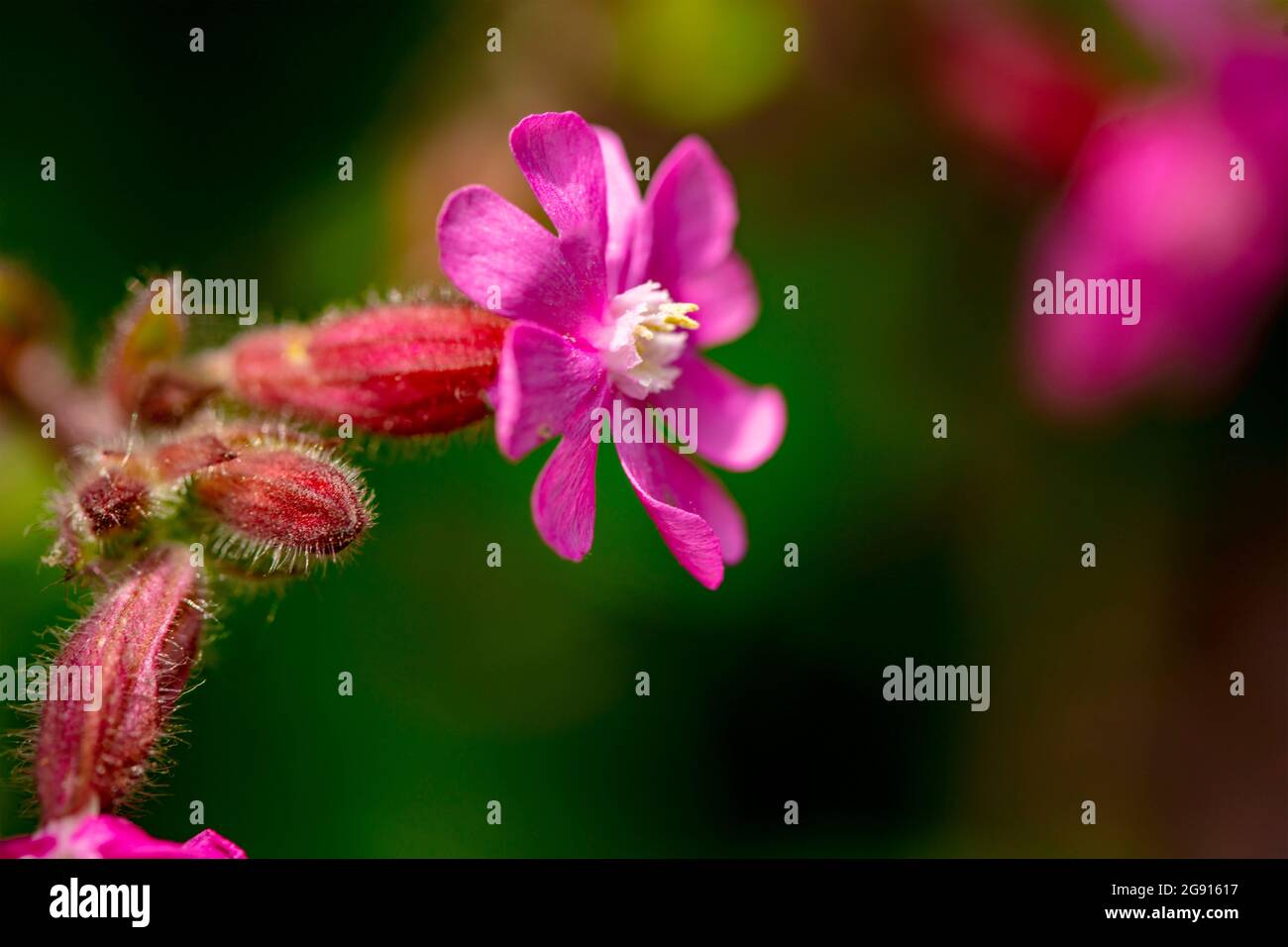 Silene dioica, red campion, flower in close-up, natural plant portrait ...