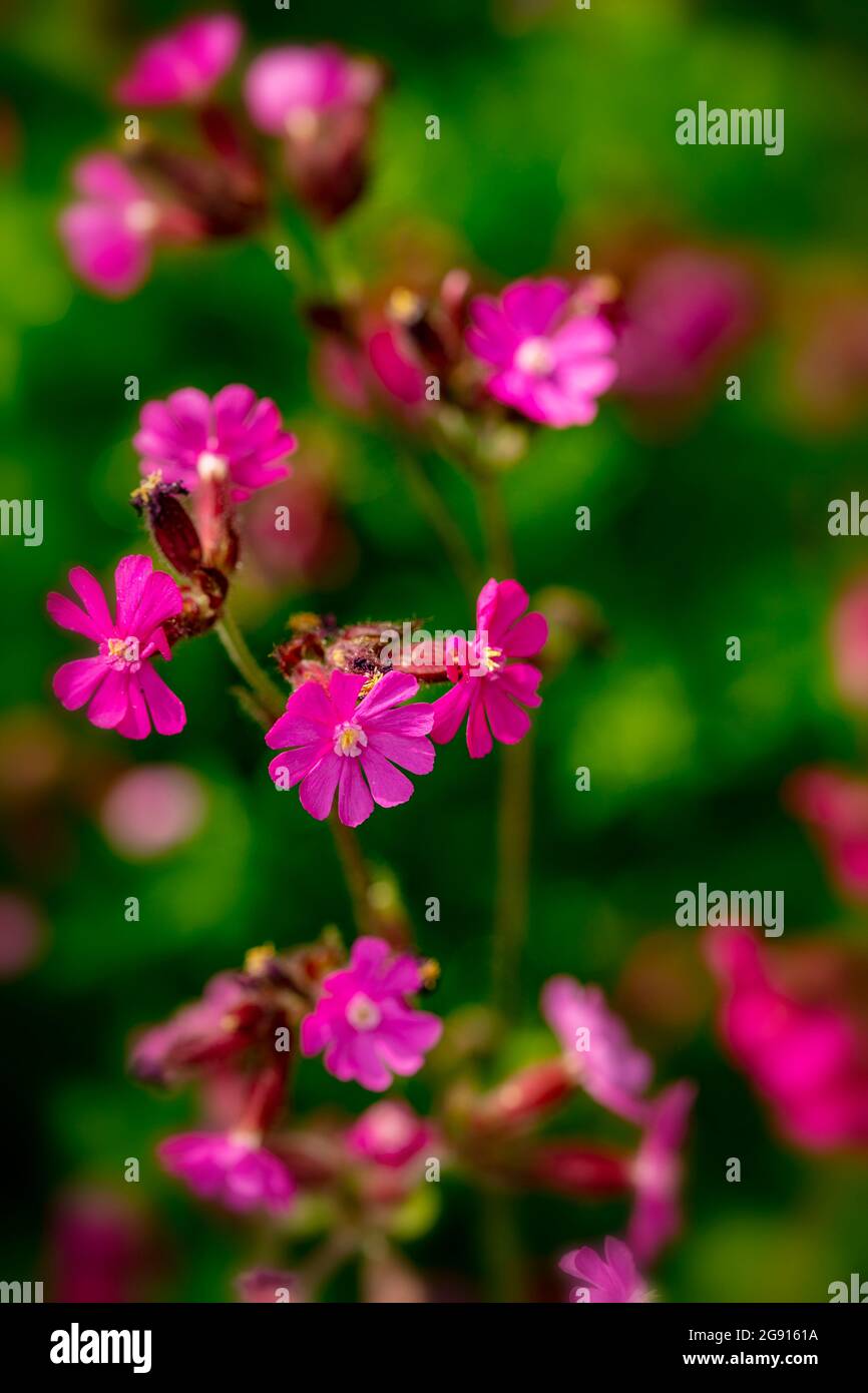 Silene dioica, red campion, flower in close-up, natural plant portrait ...