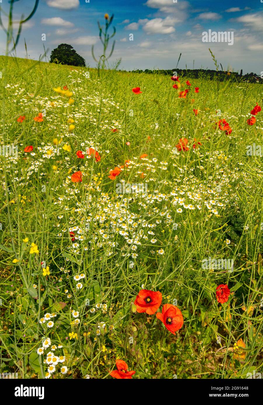 Red common poppy (Papaver rhoeas),, rapeseed (Brassica napus) pods and ...