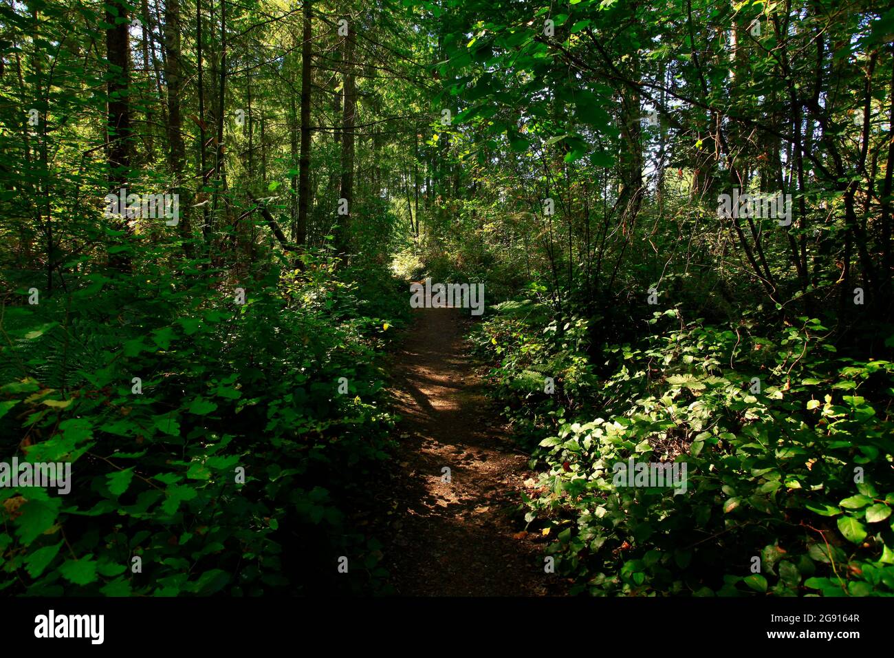 a exterior picture of an Pacific Northwest forest Stock Photo - Alamy