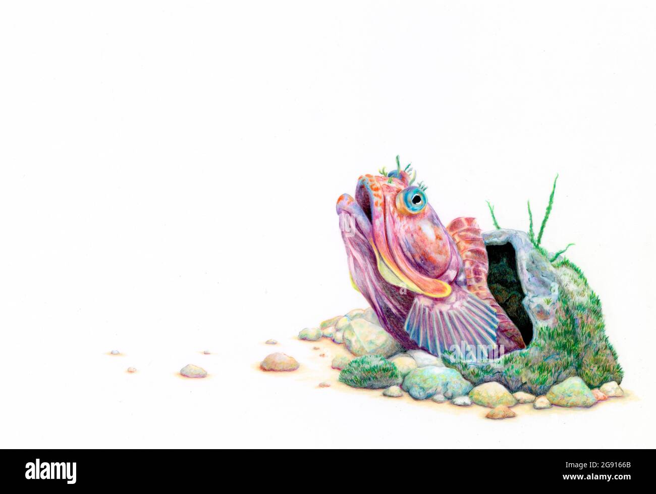 Sarcastic fringehead, illustration Stock Photo - Alamy