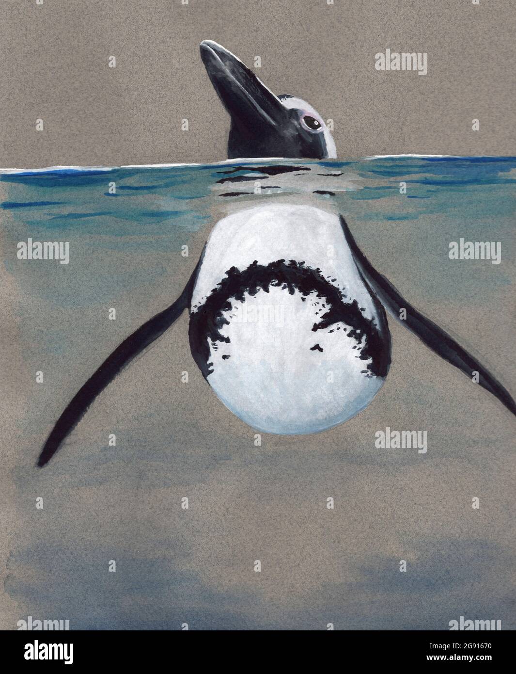 South African penguin, illustration Stock Photo - Alamy