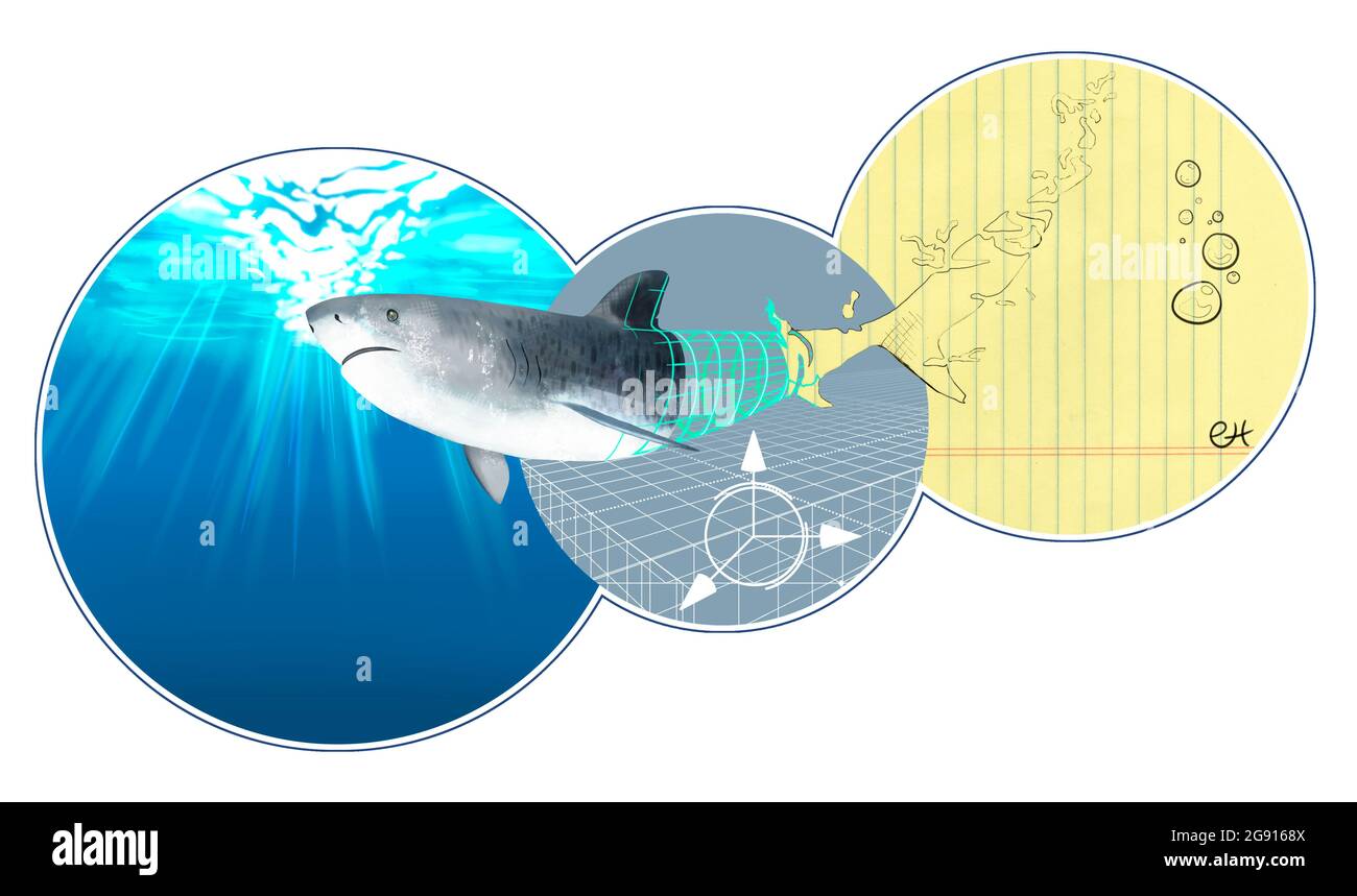 Marine animal illustration Cut Out Stock Images & Pictures - Alamy