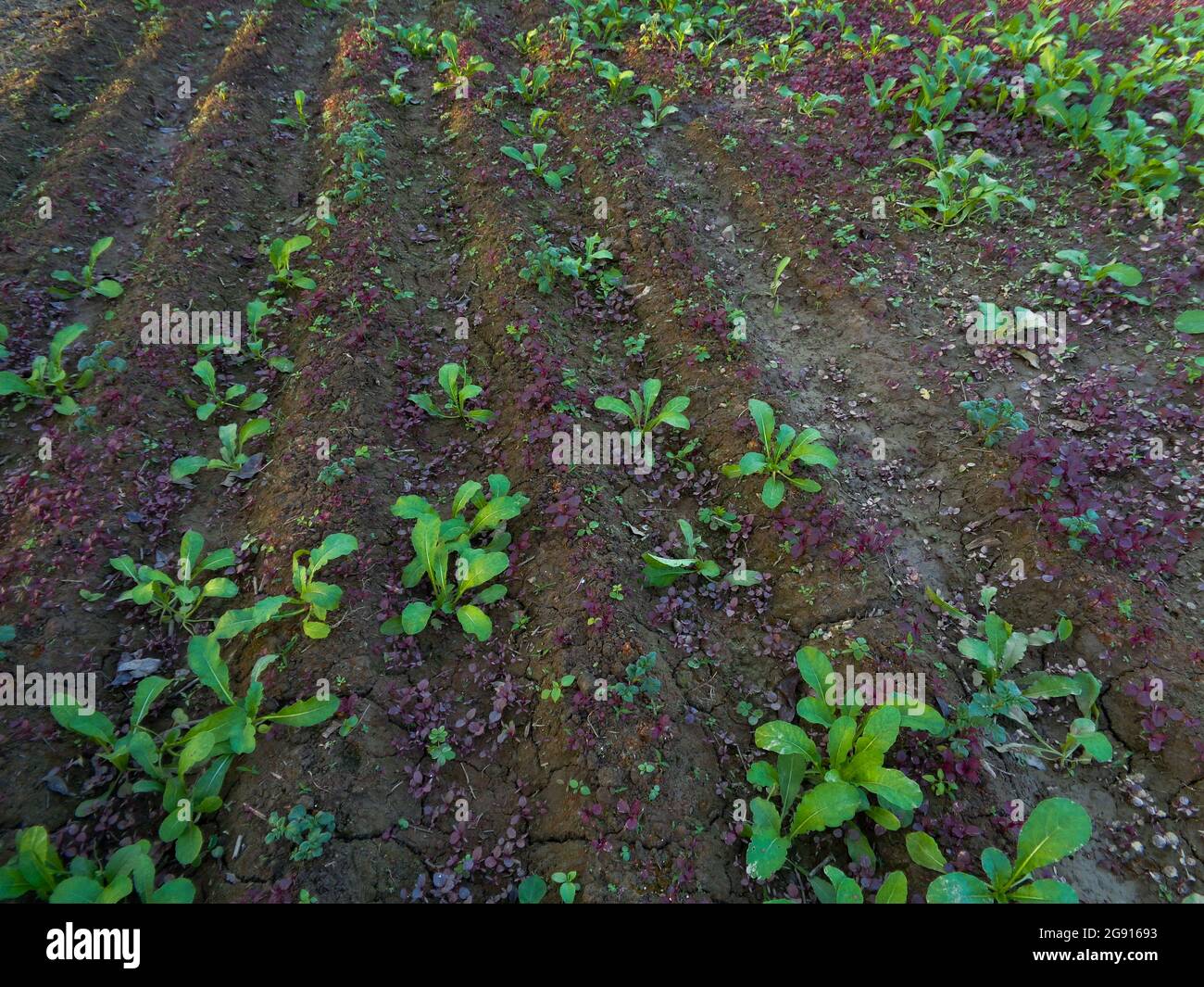 Combination of crops in Bengal field in the summer season. The land of ...