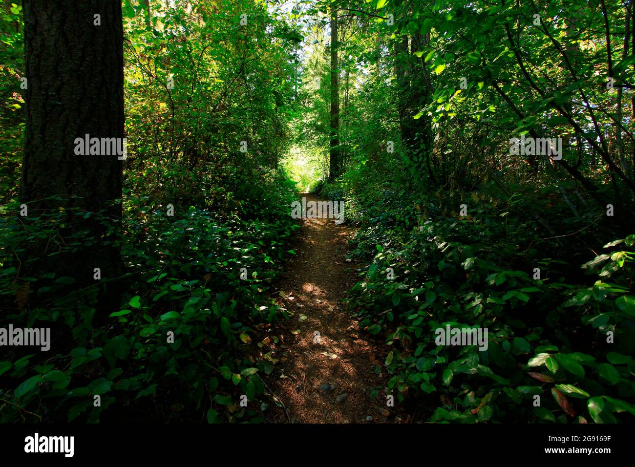 a exterior picture of an Pacific Northwest forest Stock Photo - Alamy