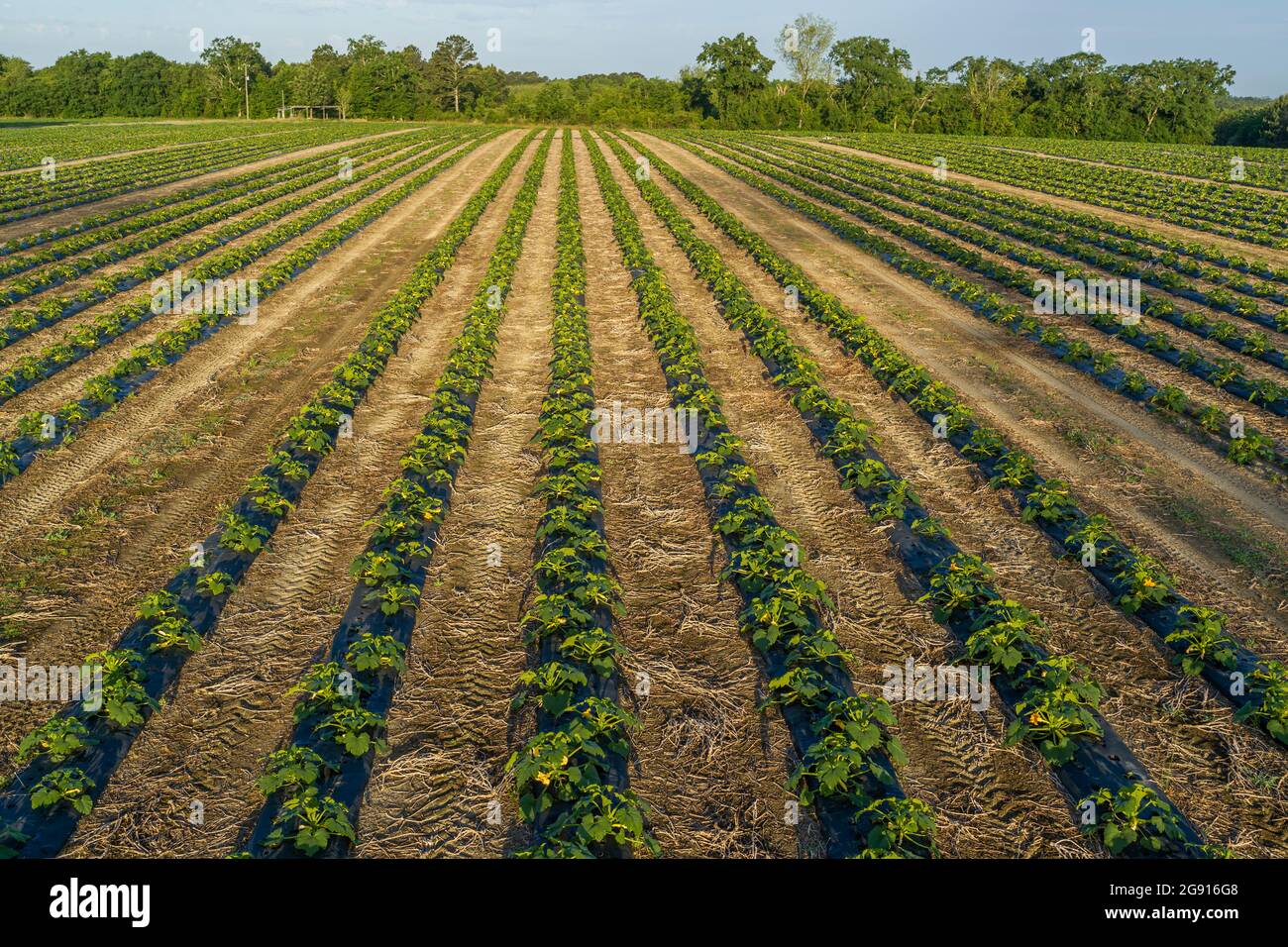 Agricultural Field of Squash pollinated by honeybees, Barwick, Georgia ...