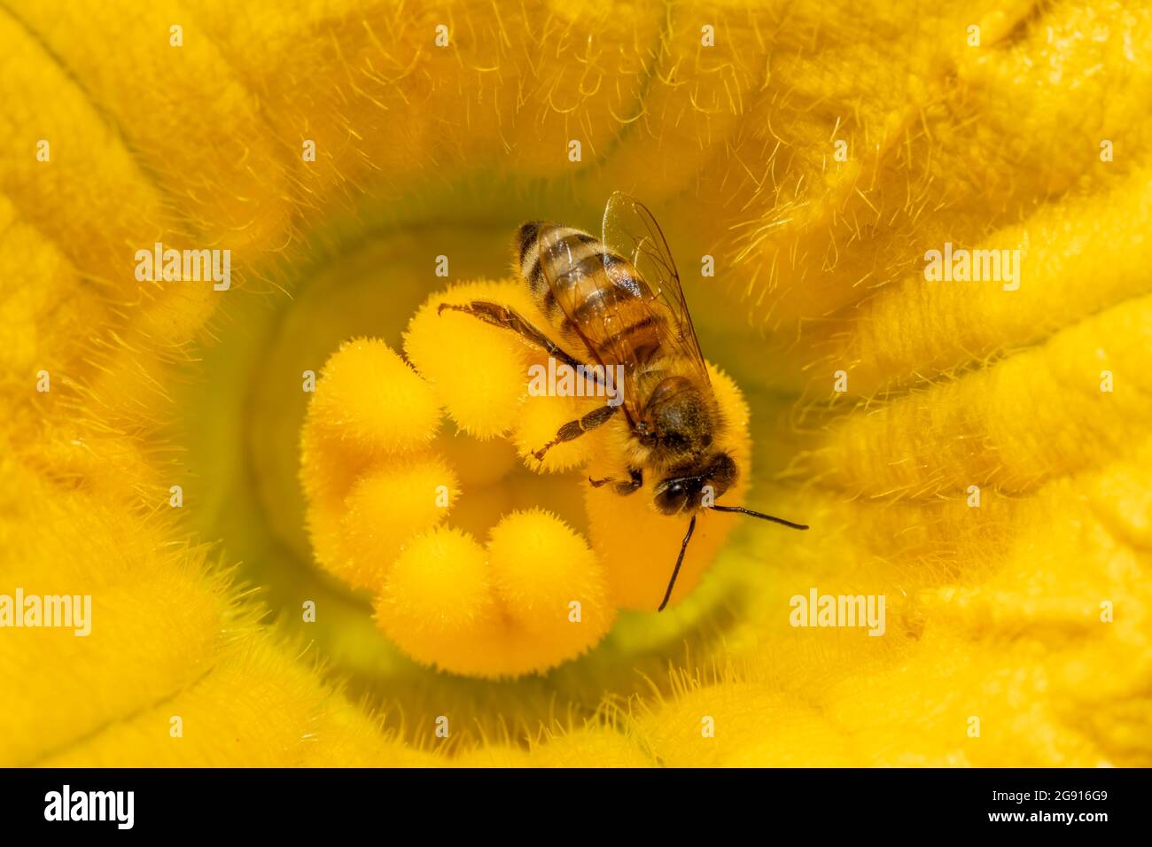 Honey Bee Pollinating a Squash Flower in Barwick, Georgia Stock Photo ...