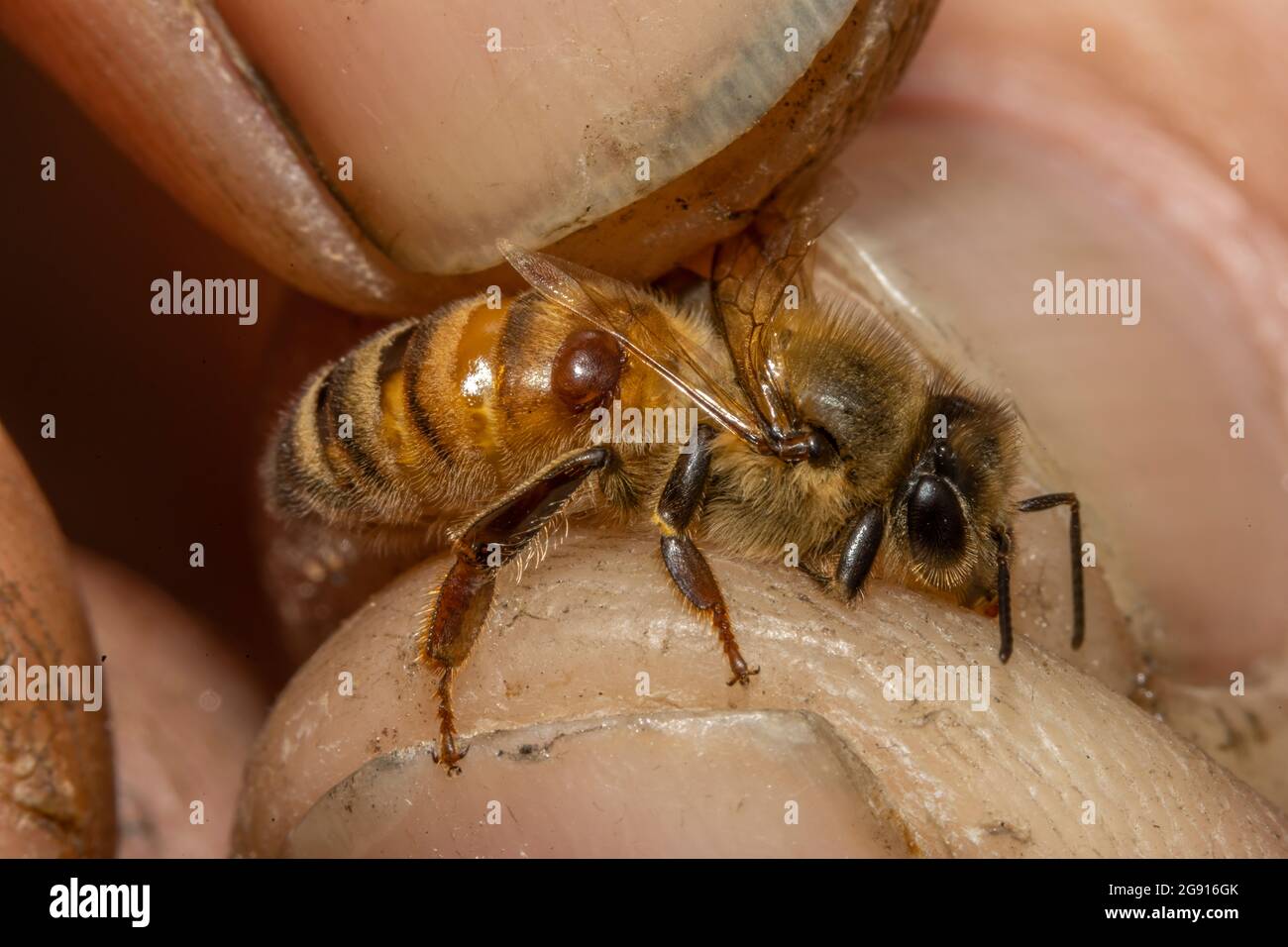 Varroa mite disease hi-res stock photography and images - Alamy