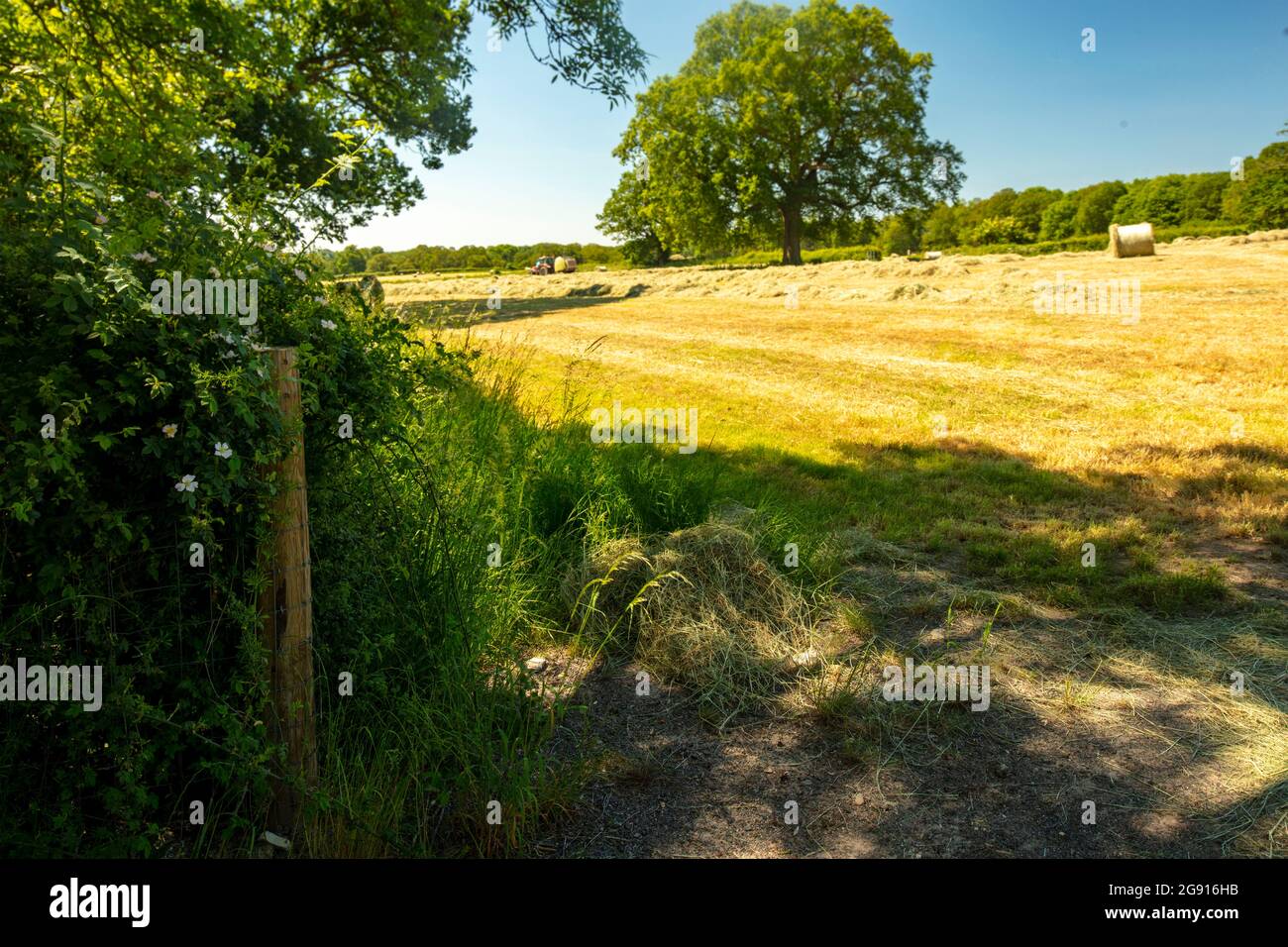 Hay in windrows hi-res stock photography and images - Alamy