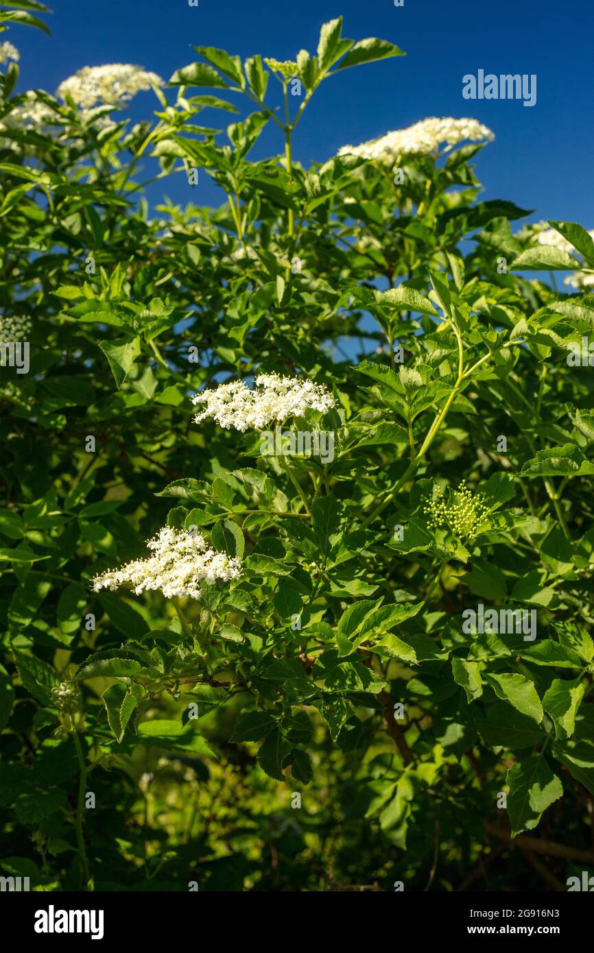Elderflowers on, elder tree (Sambucus nigra),against polarised blue sky ...