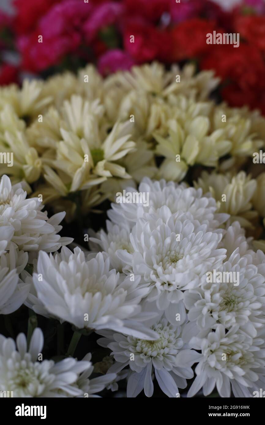 Delicate arrangement of vibrant flowers hi-res stock photography and ...